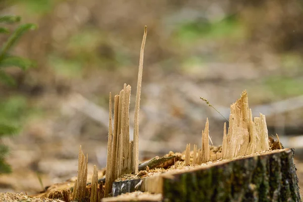 Stop cutting trees Stock Photos, Royalty Free Stop cutting trees Images ...