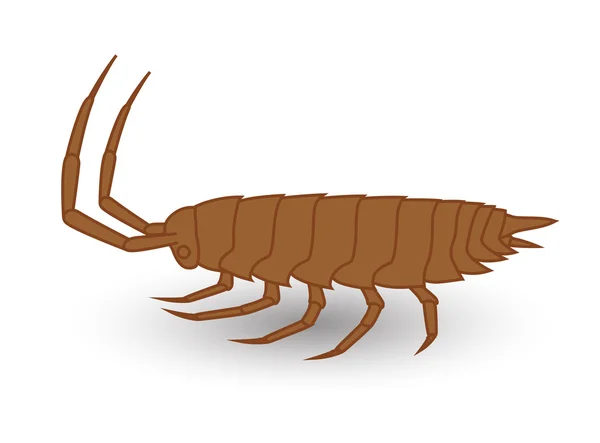 53,234,830 Cloporte Vector Images | Depositphotos