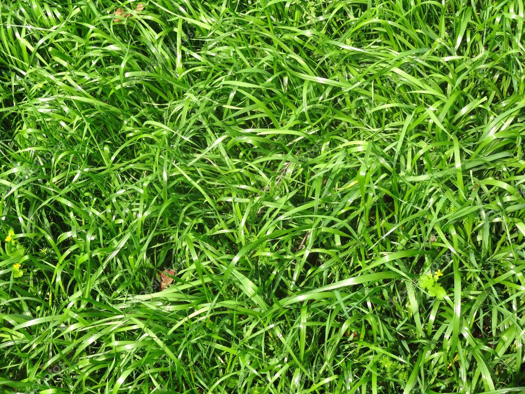 Lawn Grasses — Stock Photo © baavli #60130047