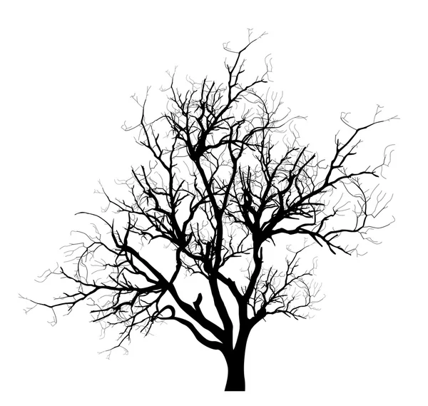 Dead Tree Branch Drawing