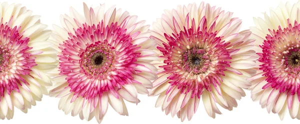 Gerbera border Stock Photos, Royalty Free Gerbera border Images ...