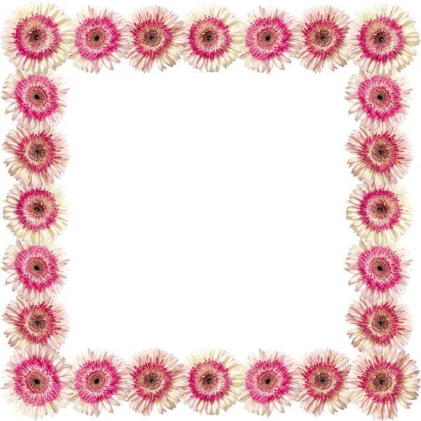 Gerbera border Stock Photos, Royalty Free Gerbera border Images ...