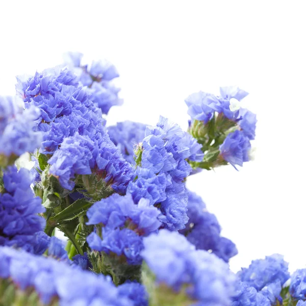 Limonium sinuatum, statice — Stock Photo © Tamara_k #118375914