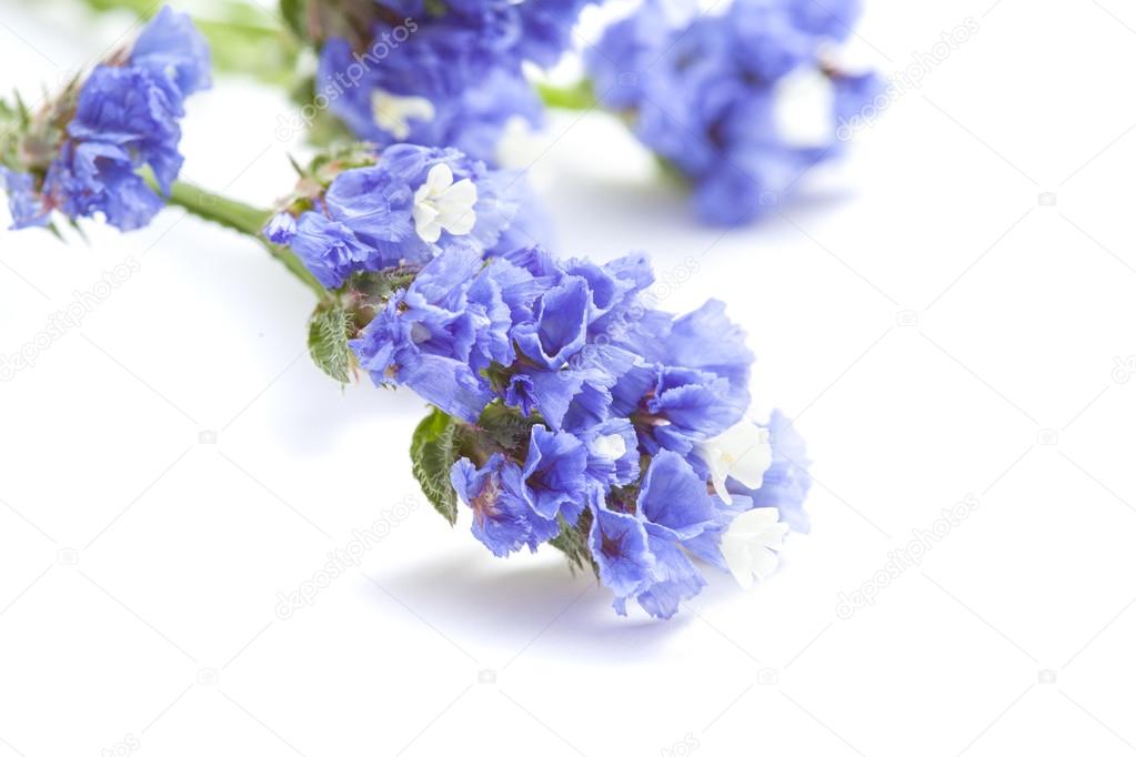 Limonium sinuatum, statice — Stock Photo © Tamara_k #118375914