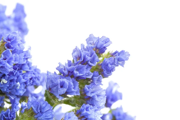 Limonium sinuatum, statice — Stock Photo © Tamara_k #118375914