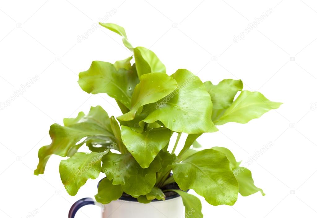 Asplenium nidus, helecho nido de aves 2023