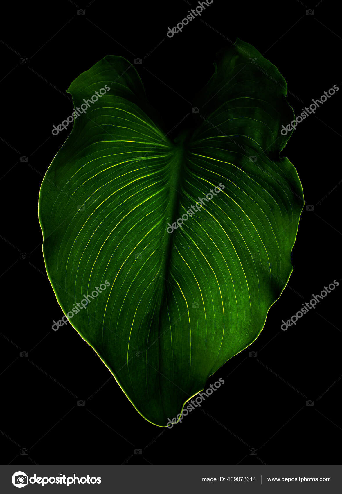 Calla Lily Leaf Isolated Black Background Stock Photo by ©Tamara_k ...