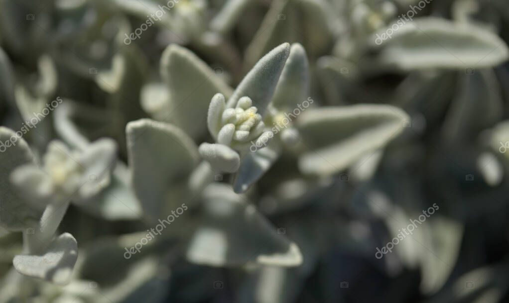 Flora de Gran Canaria Sideritis dasygnaphala, té blanco de montaña de ...