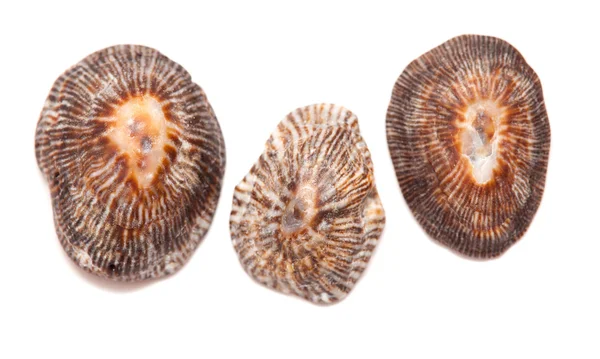 Fotos de Lapa concha, Imagens de Lapa concha sem royalties | Depositphotos