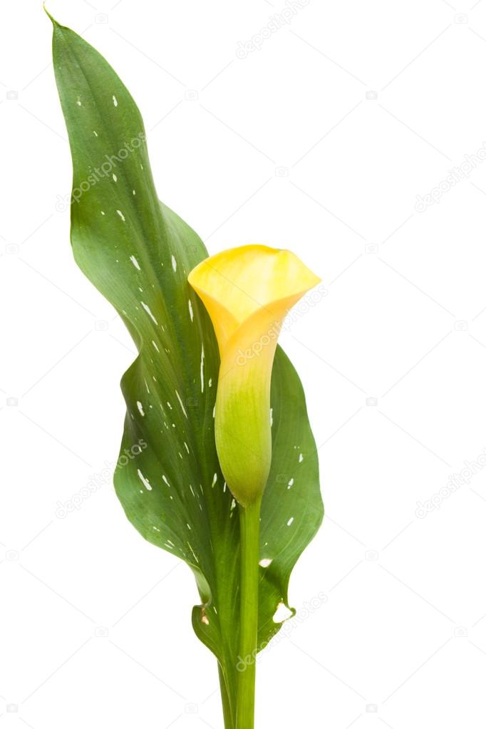Yellow calla Stock Photo by ©Tamara_k 55569605