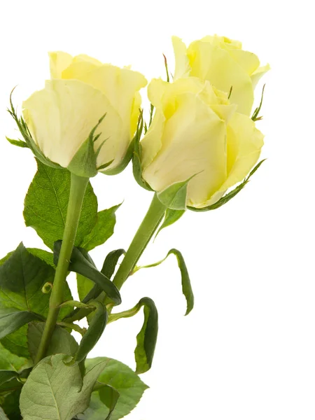 Yellow-green rose — Stock Photo © Tamara_k #72943917