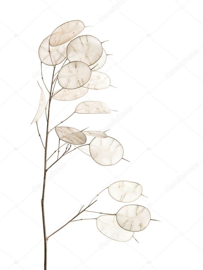 Lunaria Annua Tattoo