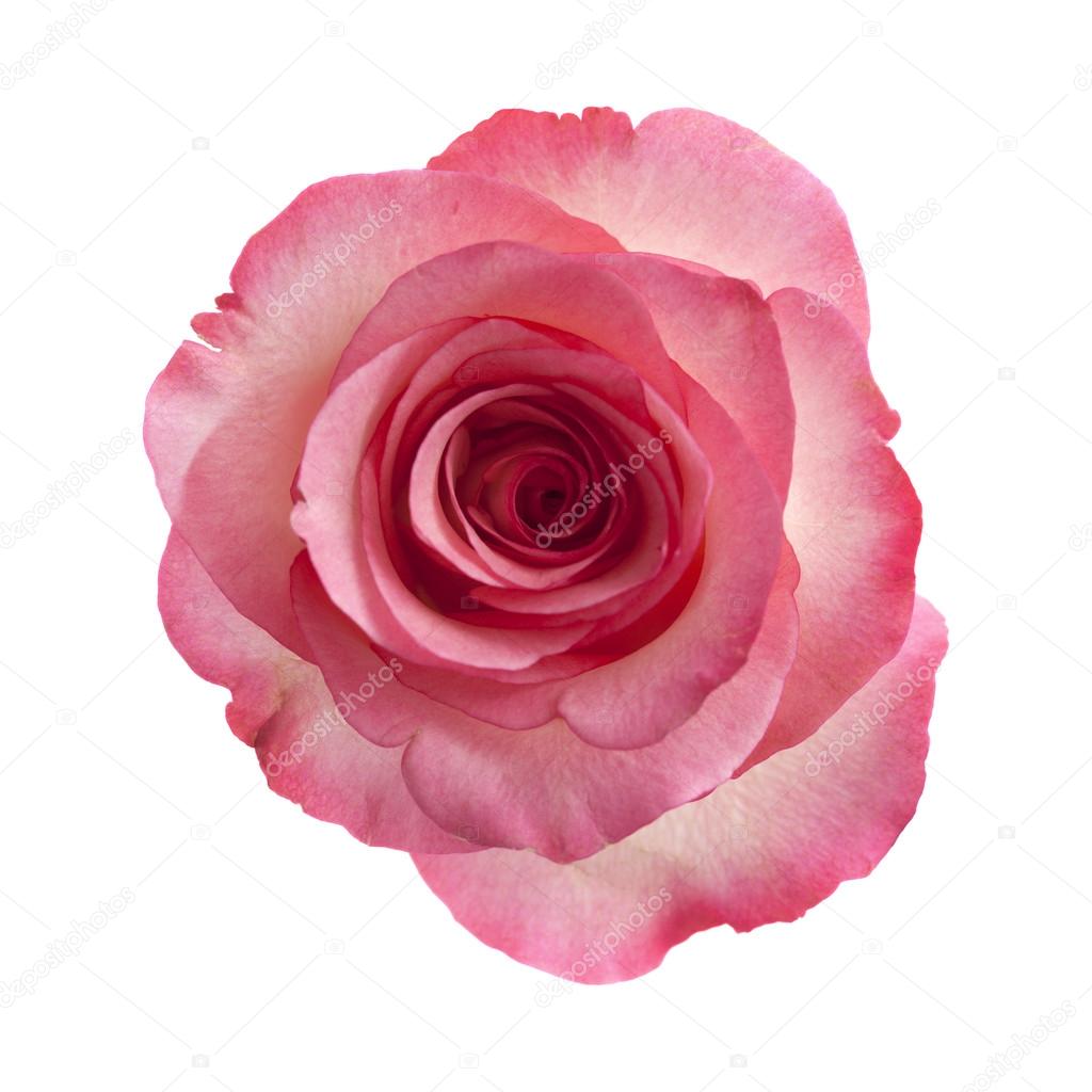 Gentle pink rose — Stock Photo © Tamara_k #94339650