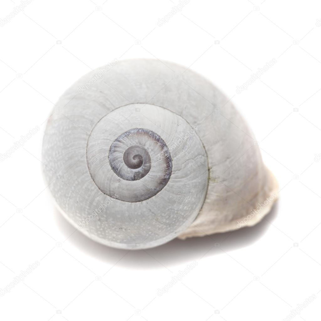Sea snail shell Stock Photo by ©Tamara_k 97943492