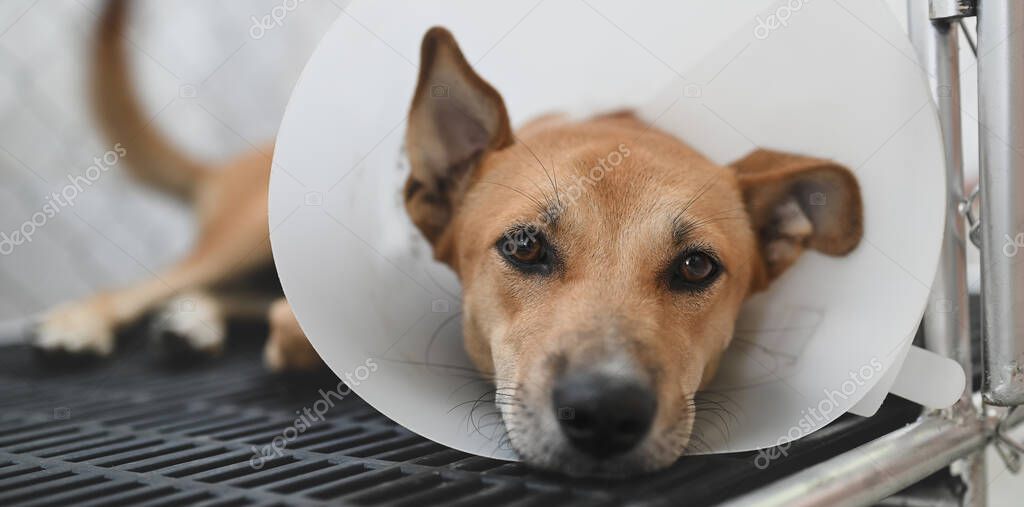 Triste perro con un cono protector en el cuello y acostado en una jaula ...