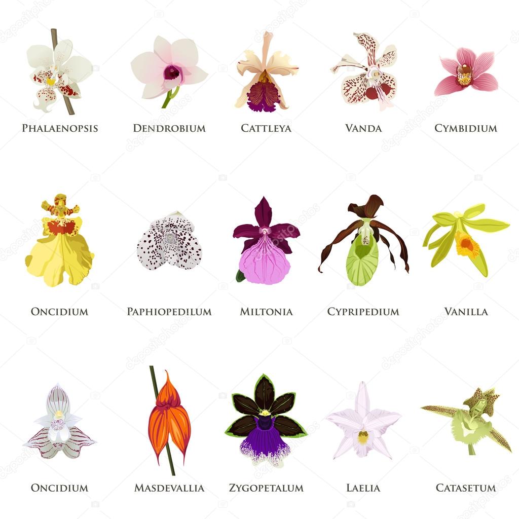Different Orchid Icons Stock Vector by ©artisticco 93255874