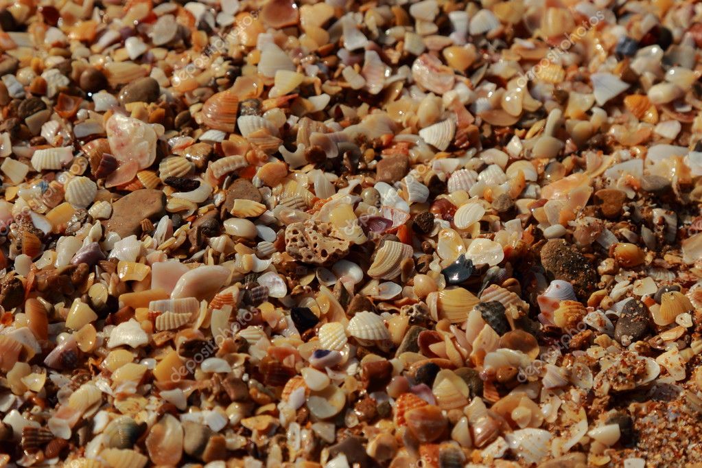 Background Sea Sand Shells — Stock Photo © Mari1Photo #62405839