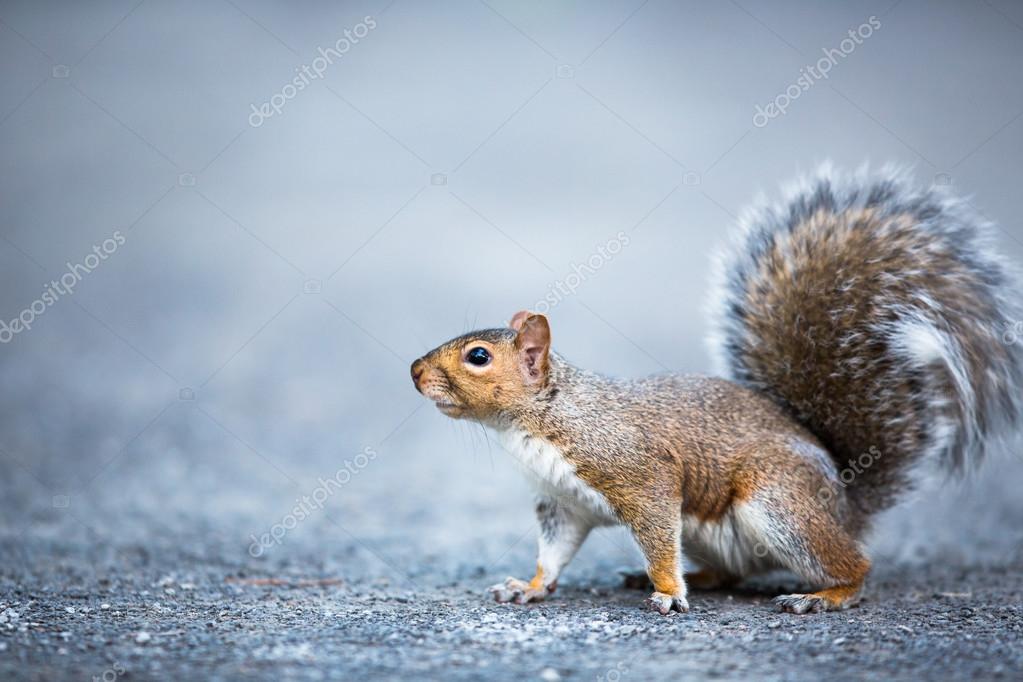 Eastern Grey Squirrel Stock Photo by ©lightpoet 100917752