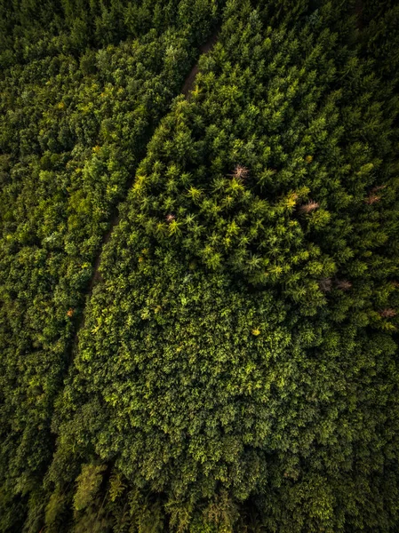 Tree top view Stock Photos, Royalty Free Tree top view Images ...