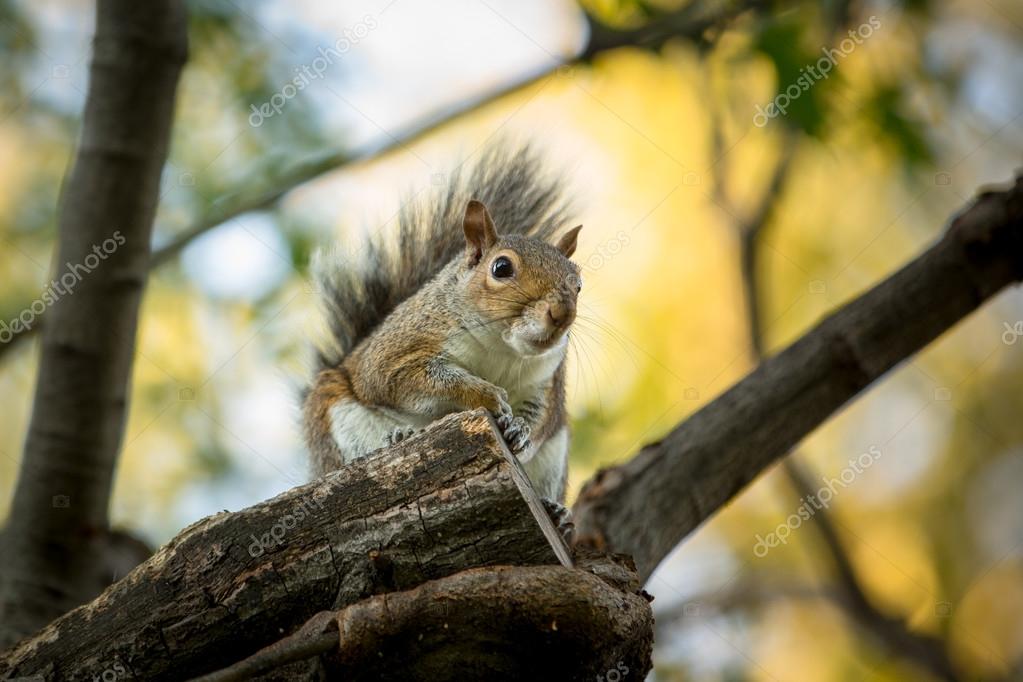 Eastern Grey Squirrel — Stock Photo © lightpoet #54250957