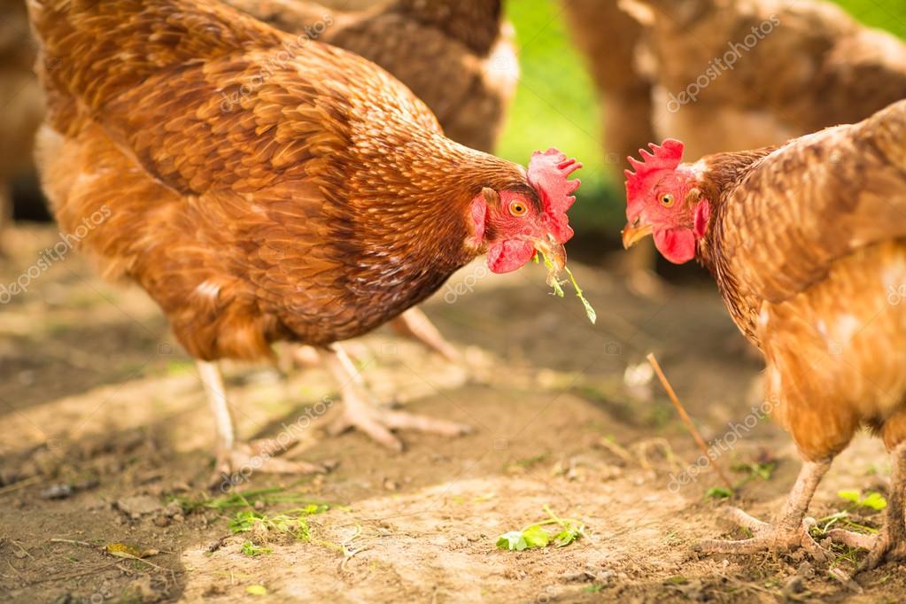 Gallina en un corral (Gallus gallus domesticus) 2024