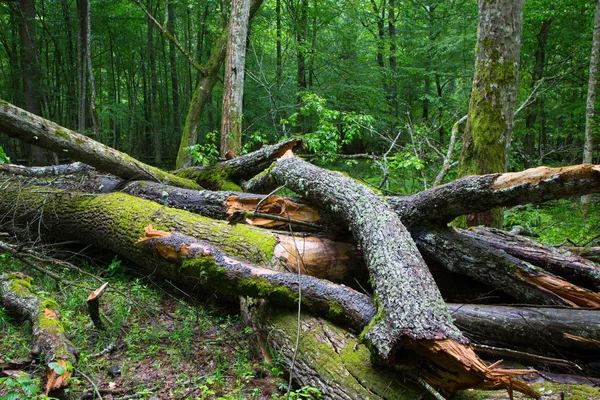 Broken tree Stock Photos, Royalty Free Broken tree Images | Depositphotos