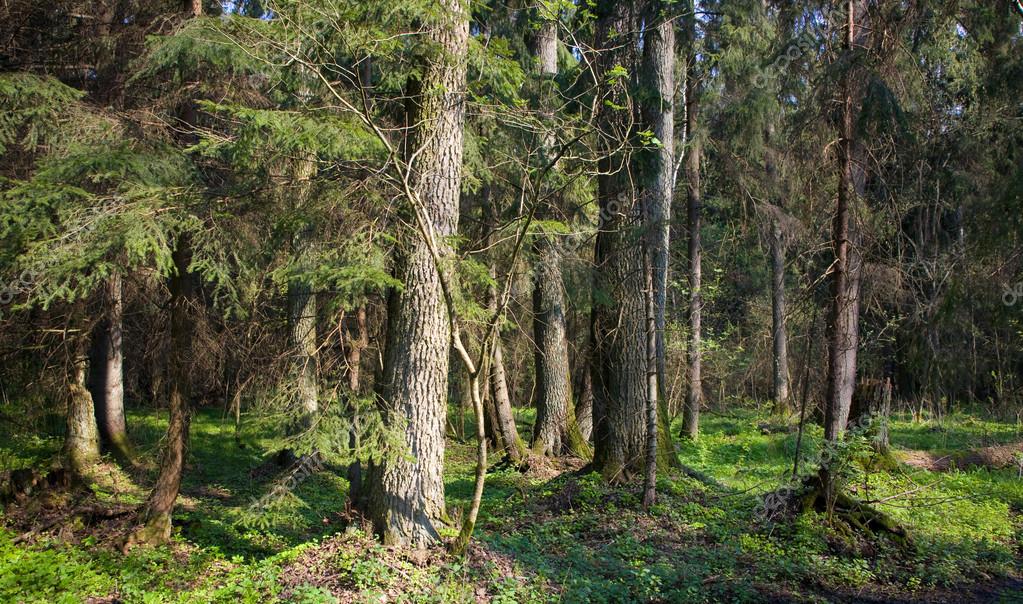 Dense forest with old alder tree in foreground Stock Photo by ...