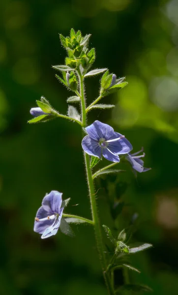 Silver speedwell Stock Photos, Royalty Free Silver speedwell Images ...