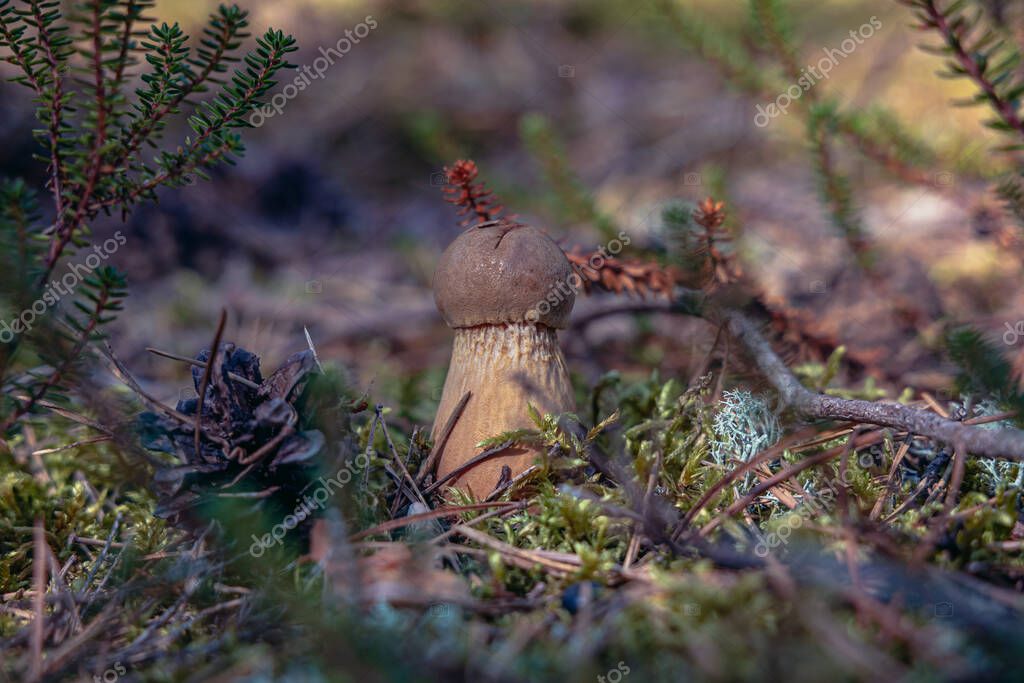 Aureoboletus projectellus: un bolete nativo de América del Norte en el ...