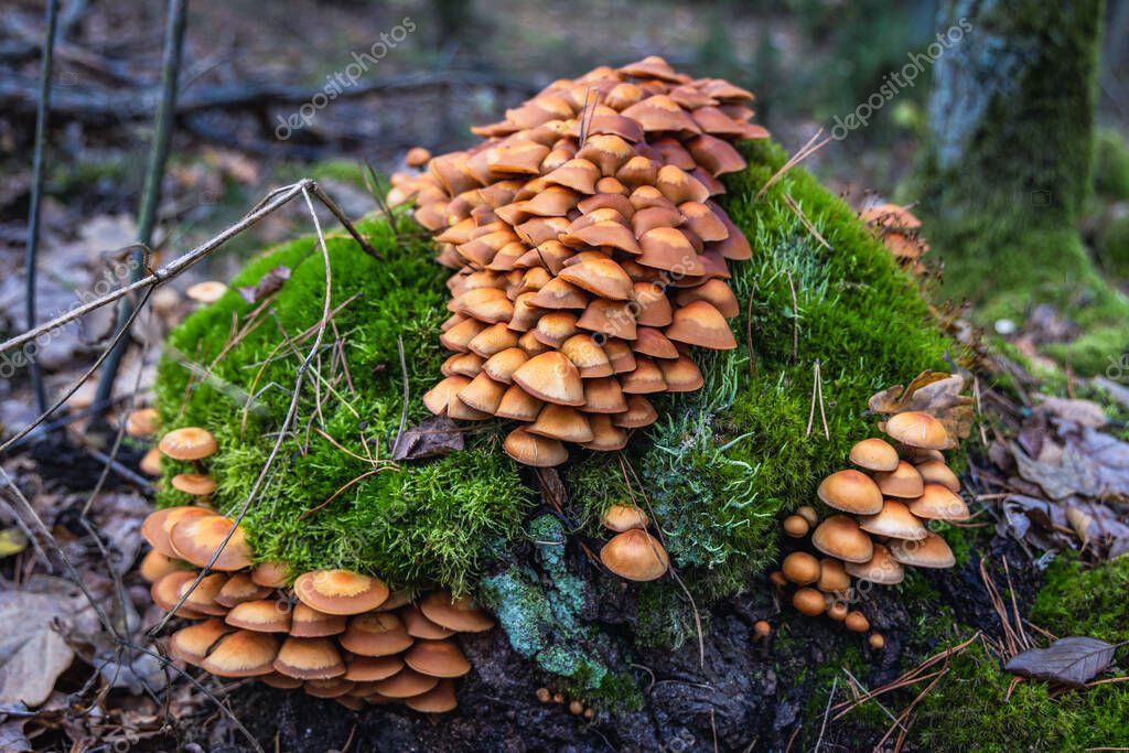 Kuehneromyces mutabilis, syn. Pholiota mutabilis, comúnmente llamado ...