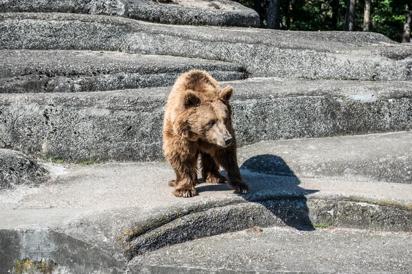 Warsaw zoo Stock Photos, Royalty Free Warsaw zoo Images | Depositphotos