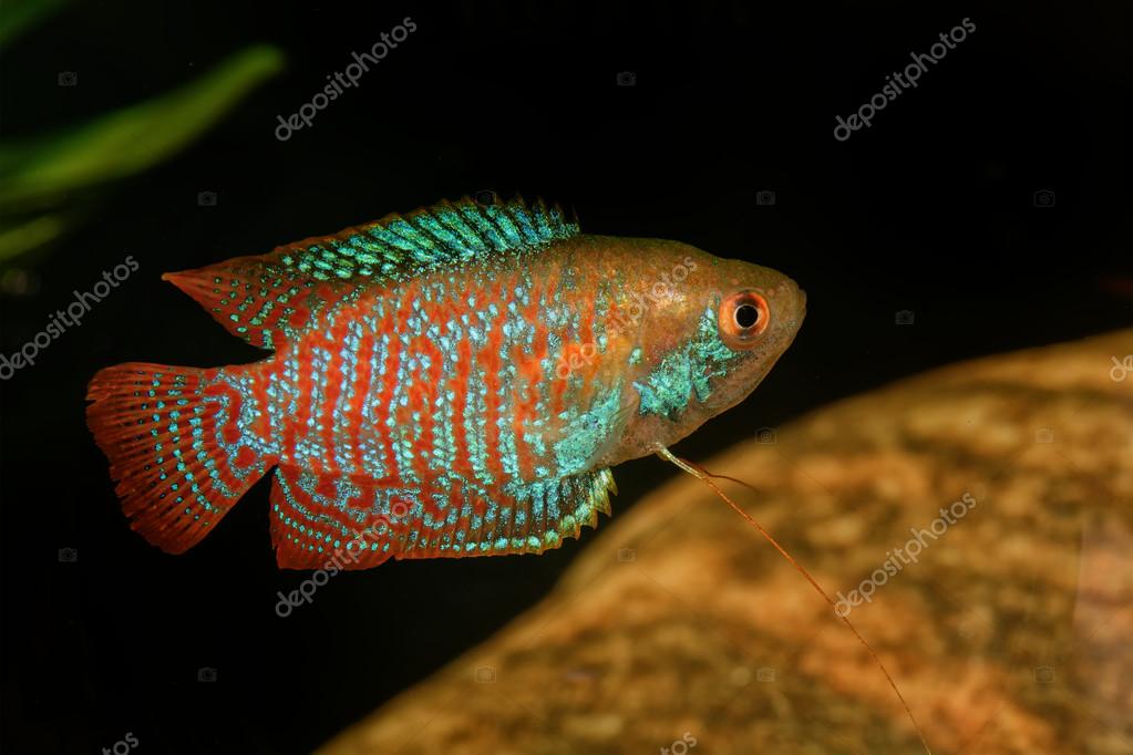 Fire Red Dwarf Gourami