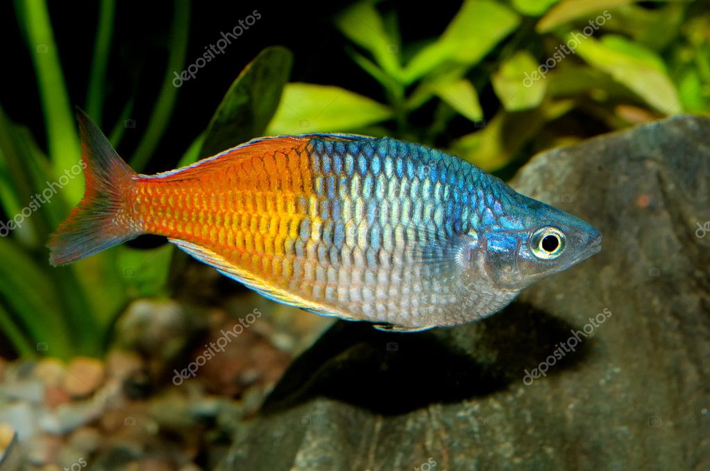 Tropical Rainbow Fish