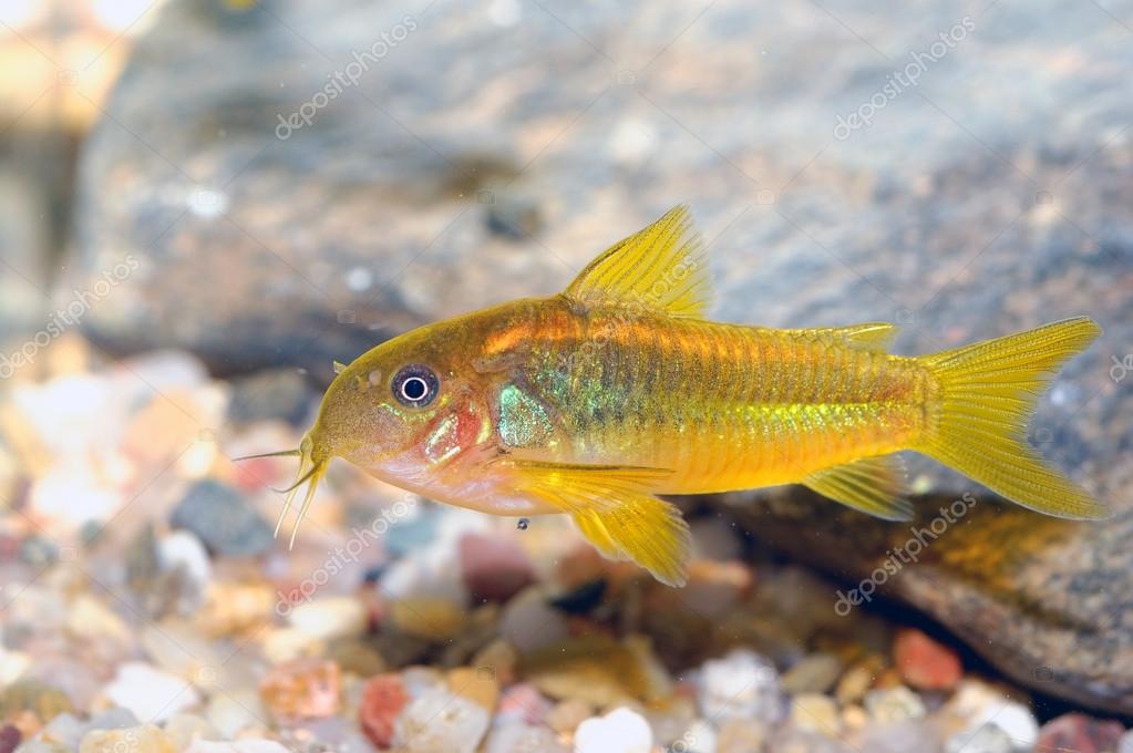 Corydoras Catfish
