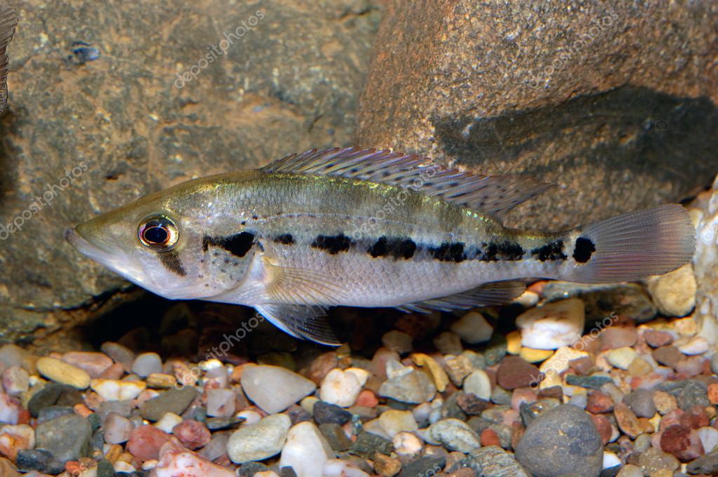 Petenia fish Stock Photo by ©neryx 63902593