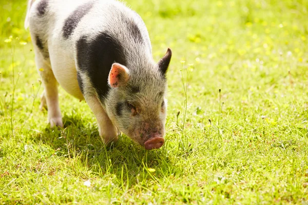 Pet Micro Pig In Field - Stock Image - Everypixel