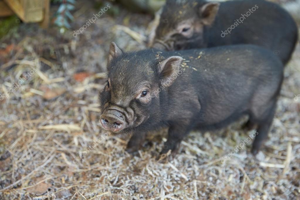 Micro Mini Cerdos