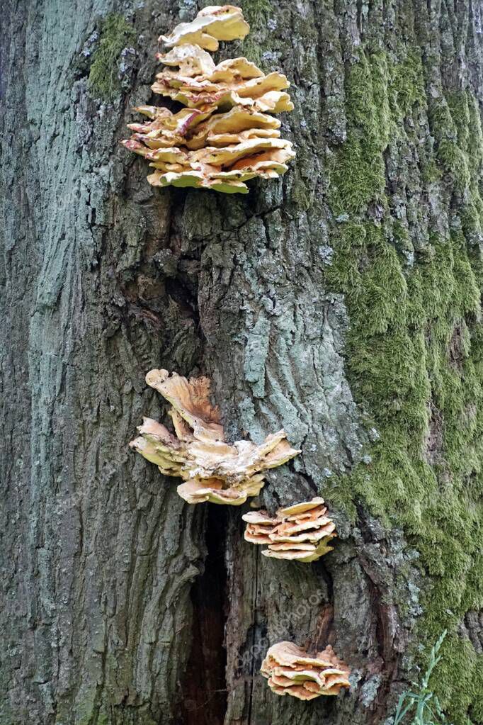 Corteza en el tronco de un rbol viejo con hongos yesca. 2024
