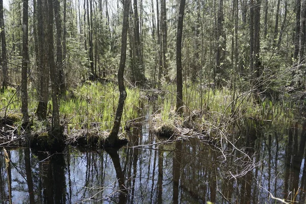 Swamp piles Stock Photos, Royalty Free Swamp piles Images | Depositphotos