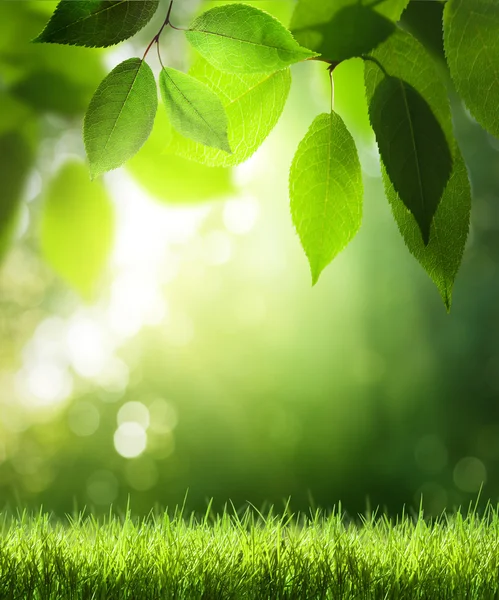 Green spring Stock Photos, Royalty Free Green spring Images | Depositphotos