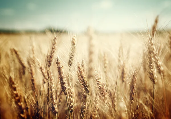 golden wheat field and sunny day - Stock Image - Everypixel
