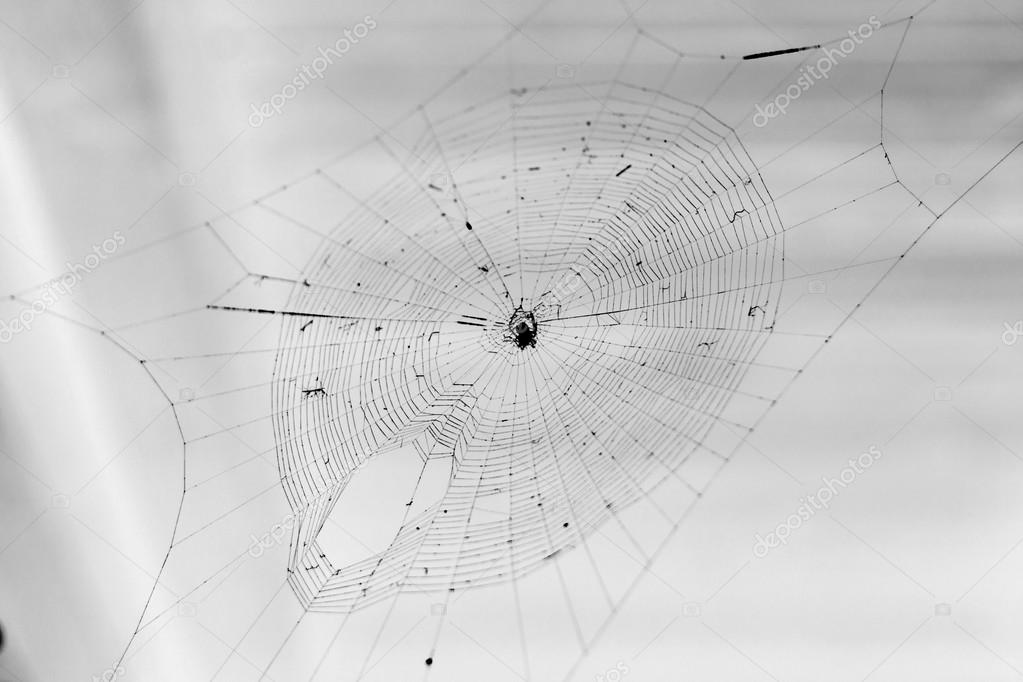 Spider web natural net photo — Stock Photo © svetap #80467510