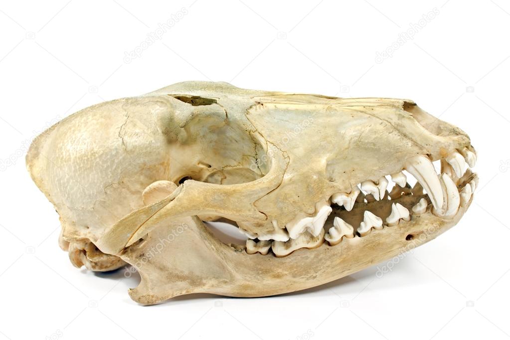 Dog skull isolated on white Stock Photo by ©gavran333 61656249