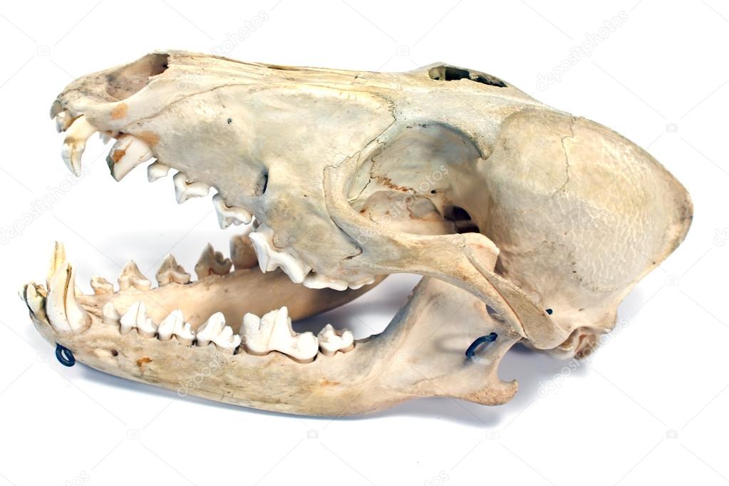Dog skull isolated on white — Stock Photo © gavran333 #64764911