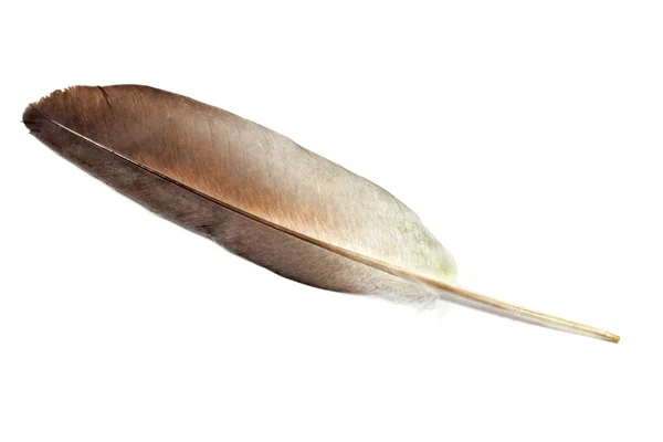 Single dark brown feather isolated on white — Stock Photo © Dr.PAS ...