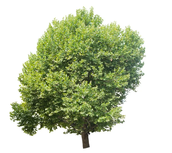 Tree top view — Stock Photo © 3dvlaa #23057610