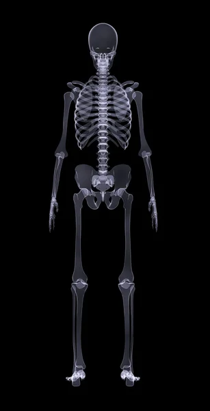 Human skeleton on black, rear view - Stock Image - Everypixel