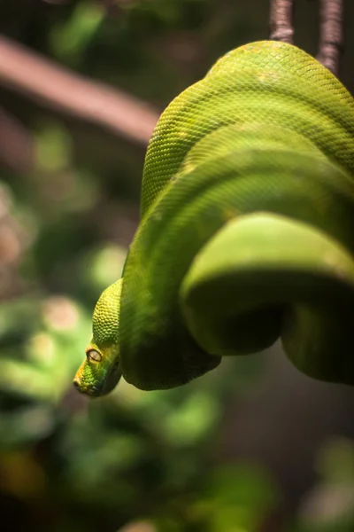 Green tree python Stock Photos, Royalty Free Green tree python Images ...
