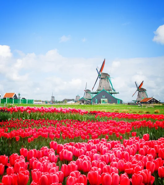 Windmill with tulip Stock Photos, Royalty Free Windmill with tulip ...