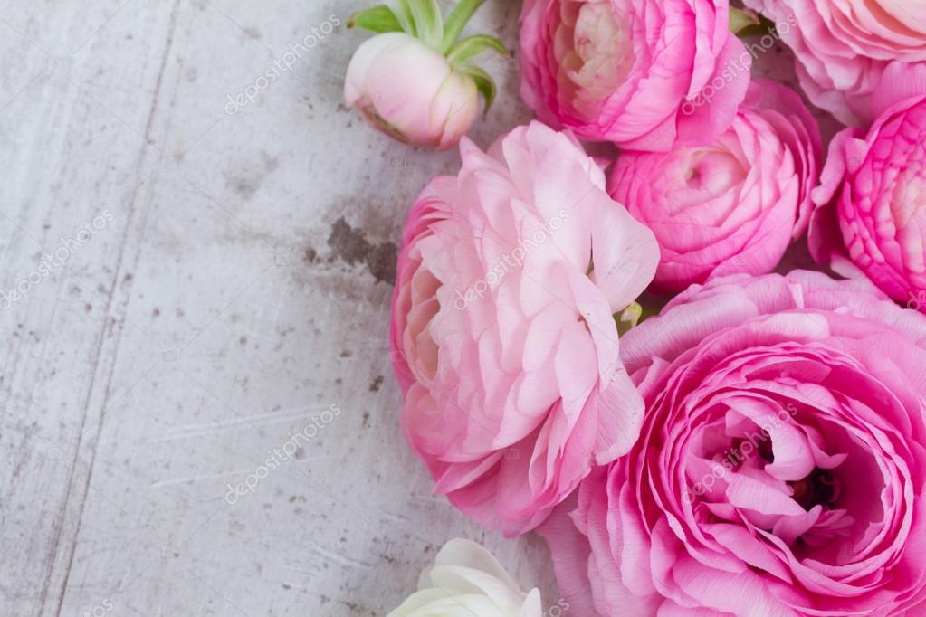Pink and white ranunculus flowers Stock Photo by ©Neirfys 112472506